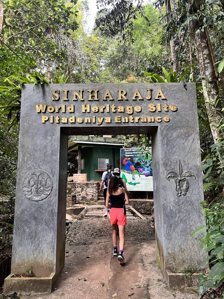 Into The Green: How To Visit The Sinharaja Forest Reserve