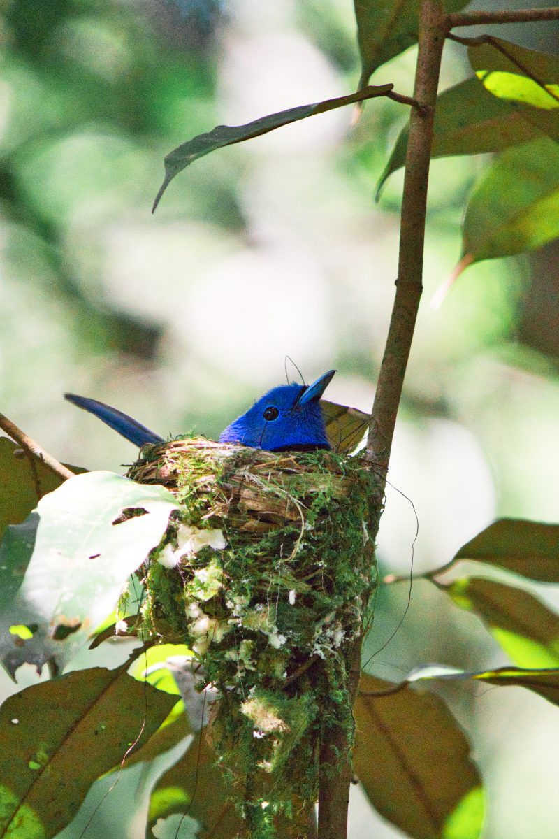 Into The Green: How To Visit The Sinharaja Forest Reserve