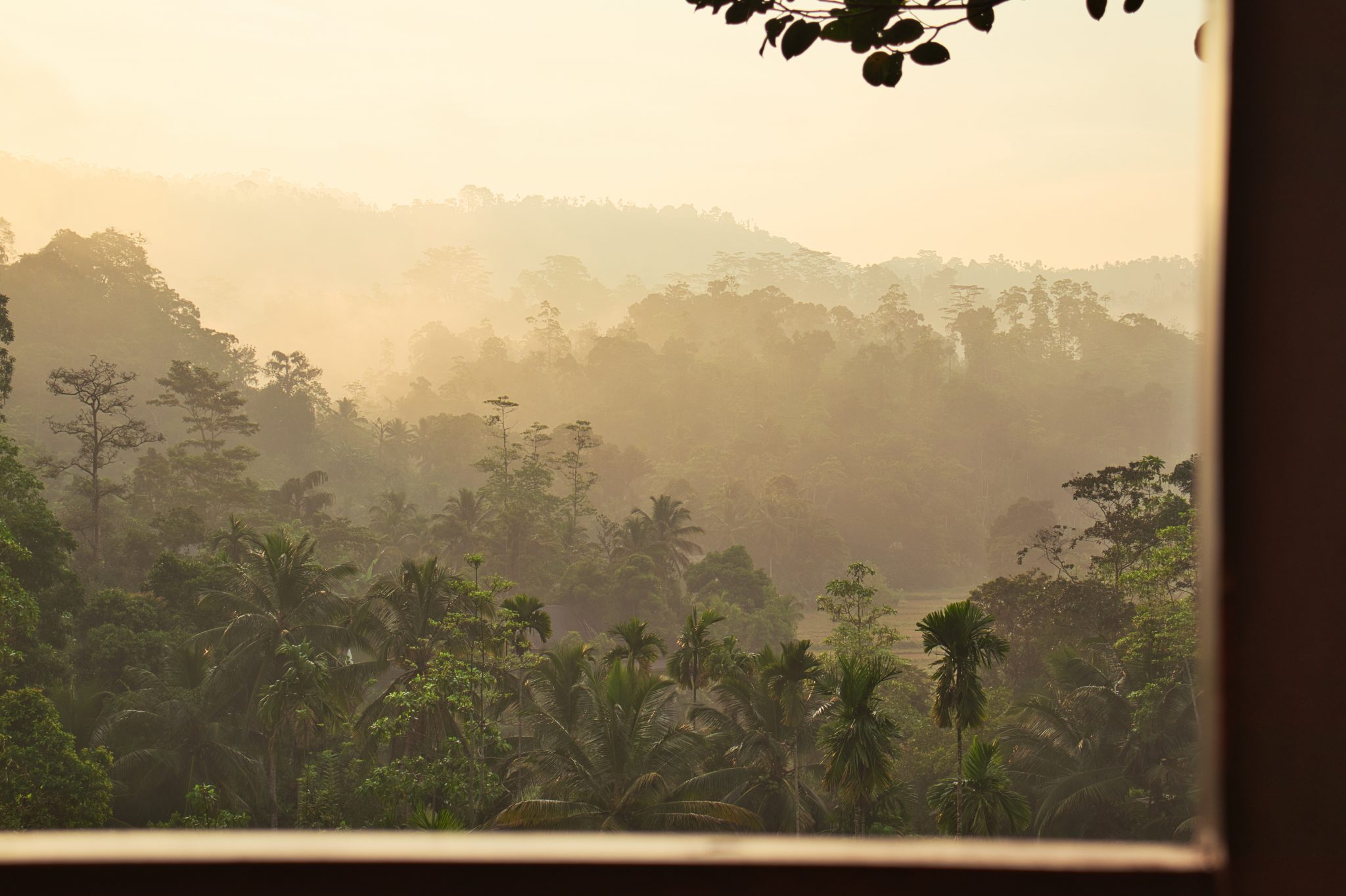 Into The Green: How To Visit The Sinharaja Forest Reserve
