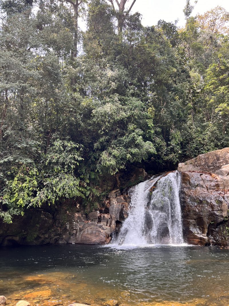 Into The Green: How To Visit The Sinharaja Forest Reserve