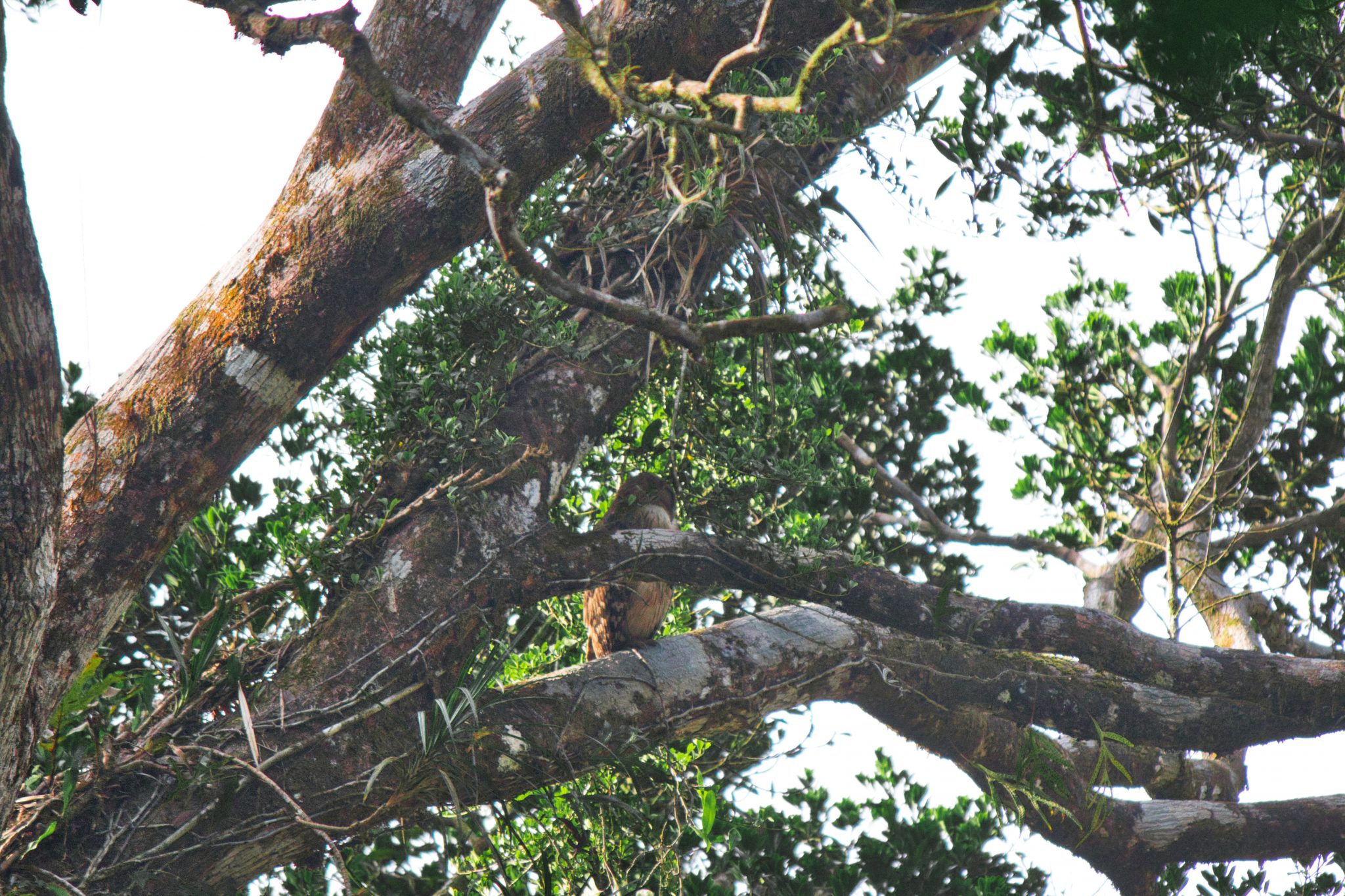 Into The Green: How To Visit The Sinharaja Forest Reserve