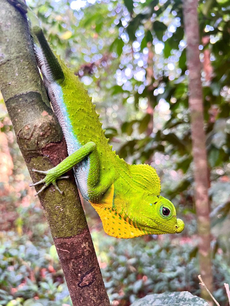 Into The Green: How To Visit The Sinharaja Forest Reserve