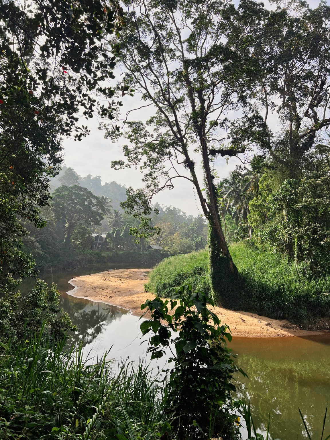 Into The Green: How To Visit The Sinharaja Forest Reserve