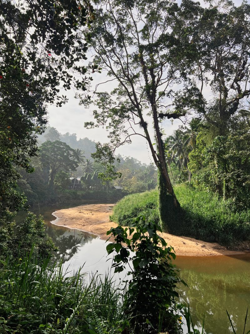 Into The Green: How To Visit The Sinharaja Forest Reserve