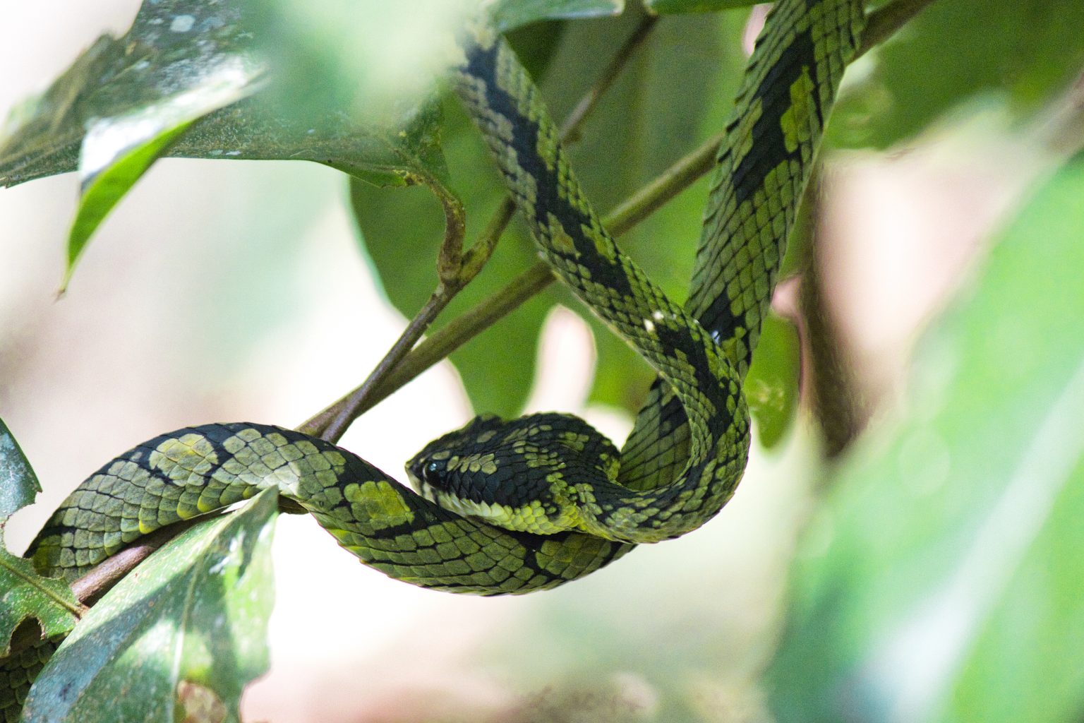Into The Green: How To Visit The Sinharaja Forest Reserve