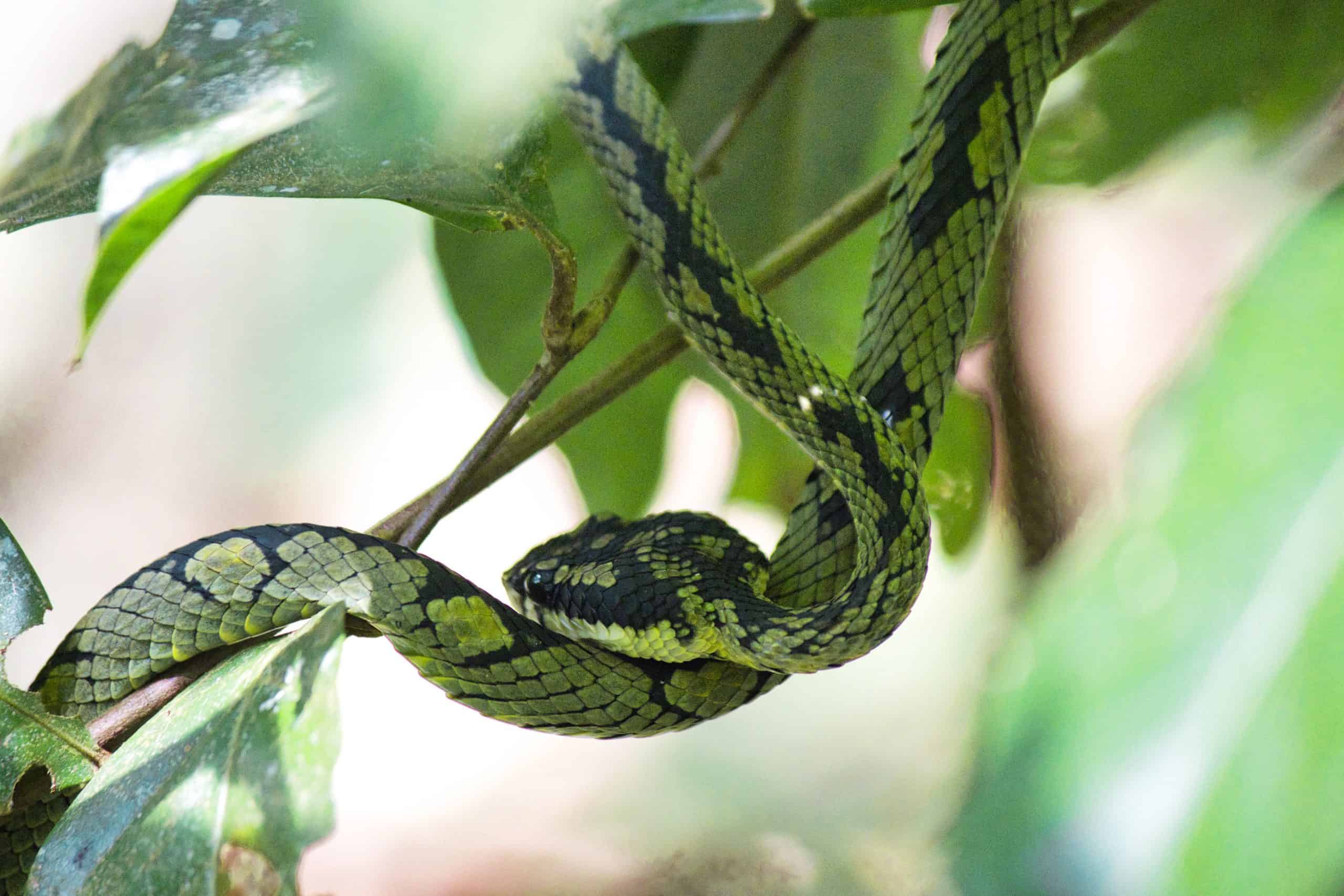 Into The Green: How To Visit The Sinharaja Forest Reserve