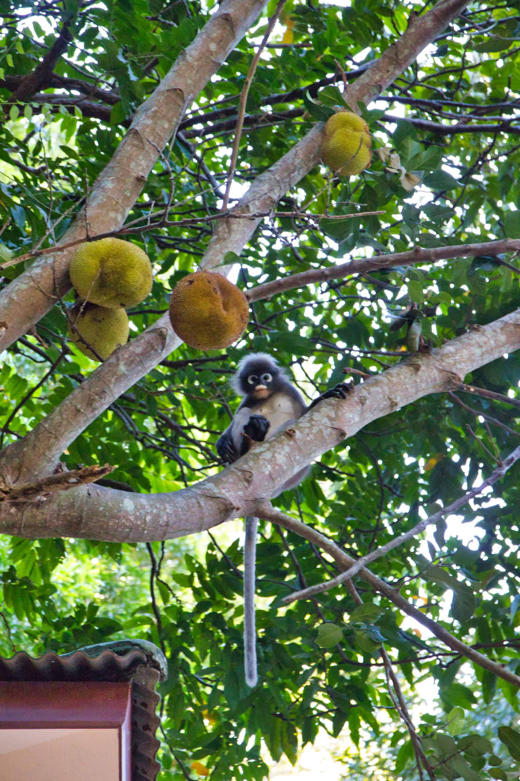 Railay Beach: How To Avoid The Crowds (6+ Things To Do)